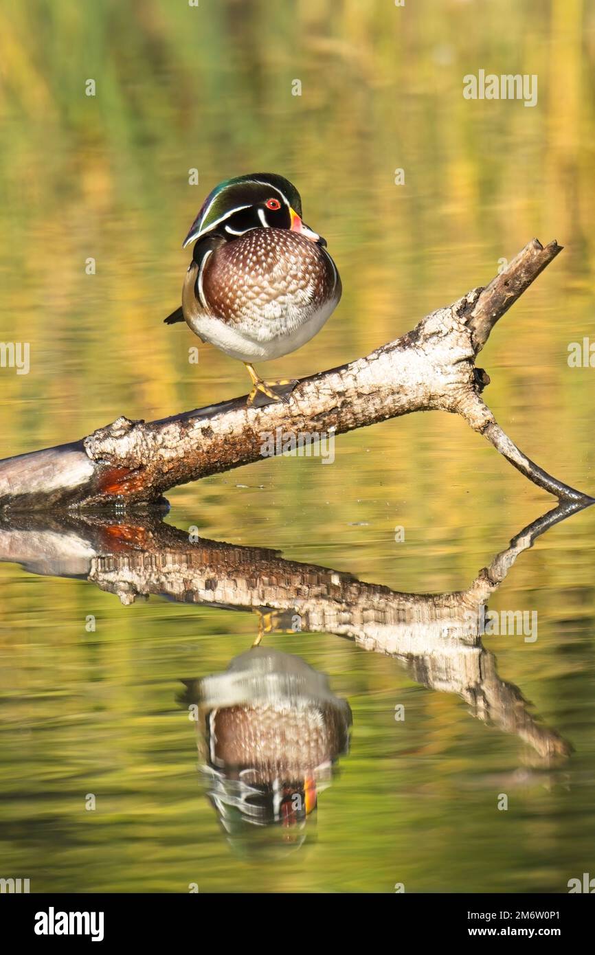 Branch sticking out hi-res stock photography and images - Alamy