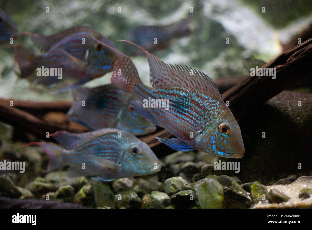 Bright beautiful ocean fish in blue sea water Stock Photo - Alamy