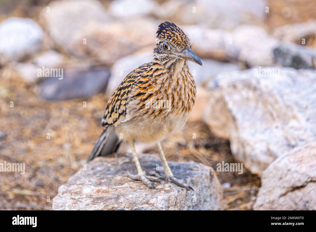 Roadrunner in tree hi-res stock photography and images - Alamy