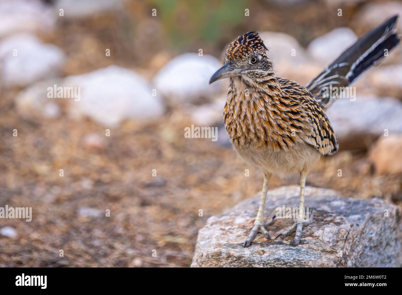 A Greater Roadrunner in Tucson, Arizona Stock Photo - Alamy