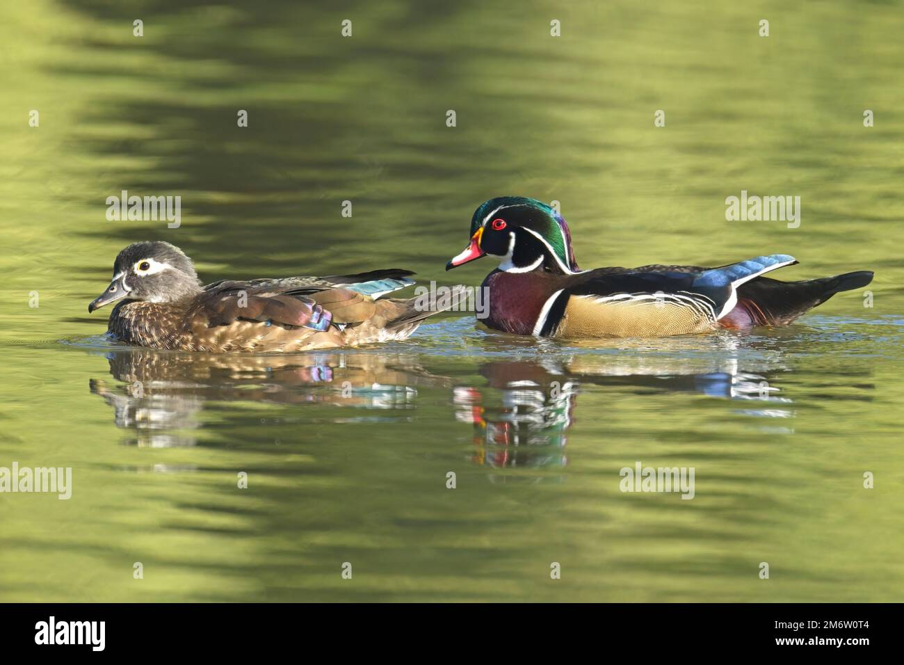 Calm animals hi-res stock photography and images - Alamy