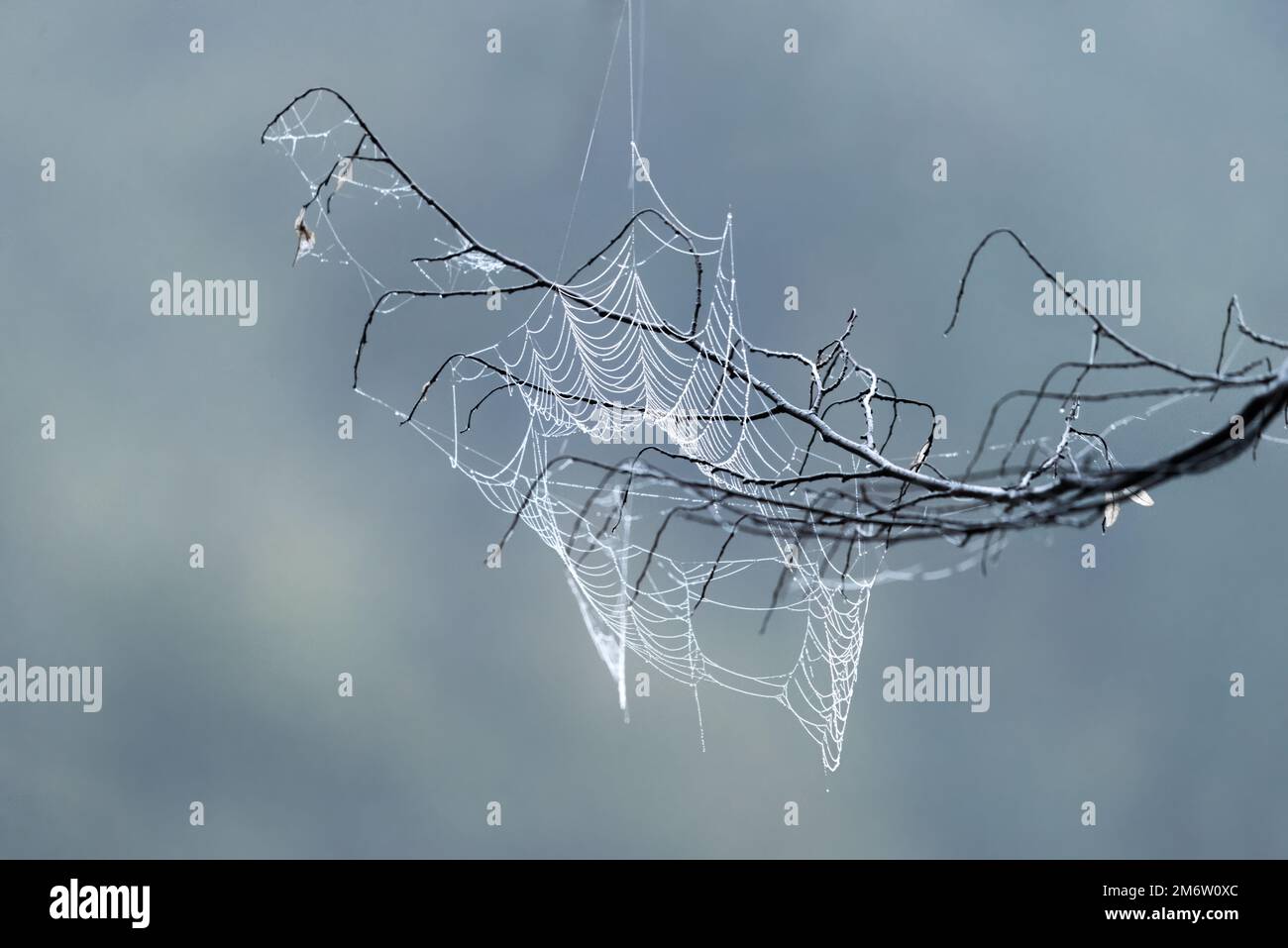 Cobwebs on the grass and branches of trees. The web grid is illuminated ...