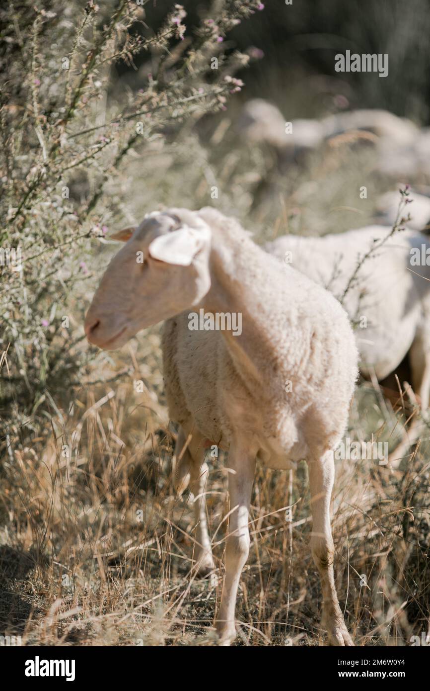 Sheeps in paddock on wheat field background.Farm animals. Animal ...