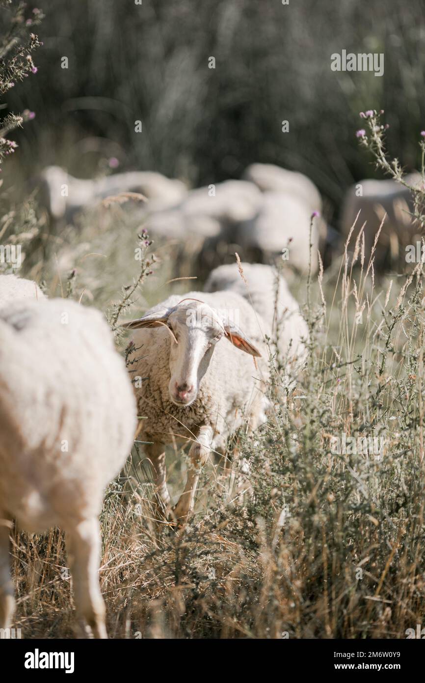 Sheeps in paddock on wheat field background.Farm animals. Animal ...