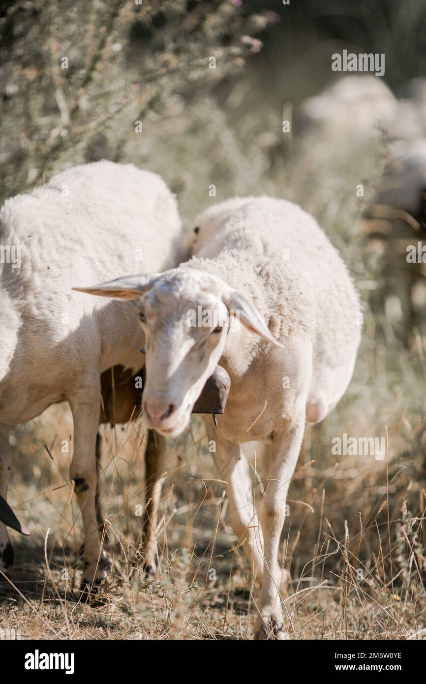 Sheeps in paddock on wheat field background.Farm animals. Animal ...