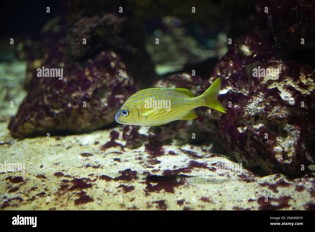 Bright beautiful ocean fish in blue sea water Stock Photo - Alamy
