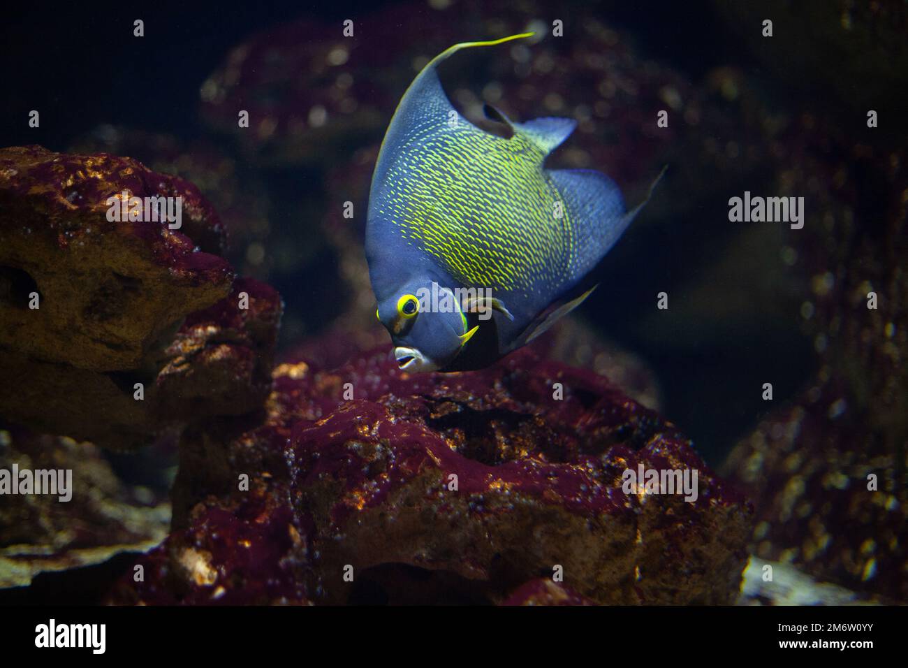 Bright beautiful ocean fish in blue sea water Stock Photo - Alamy