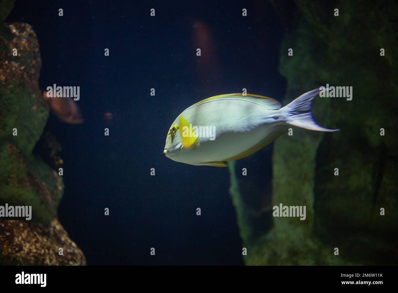 Bright beautiful ocean fish in blue sea water Stock Photo - Alamy