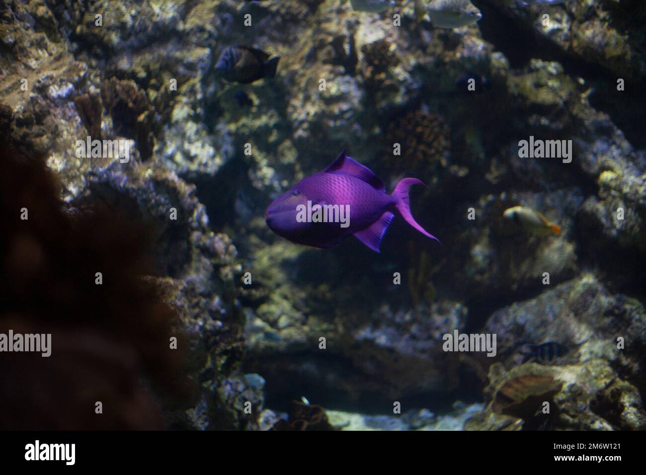 Bright beautiful ocean fish in blue sea water Stock Photo - Alamy