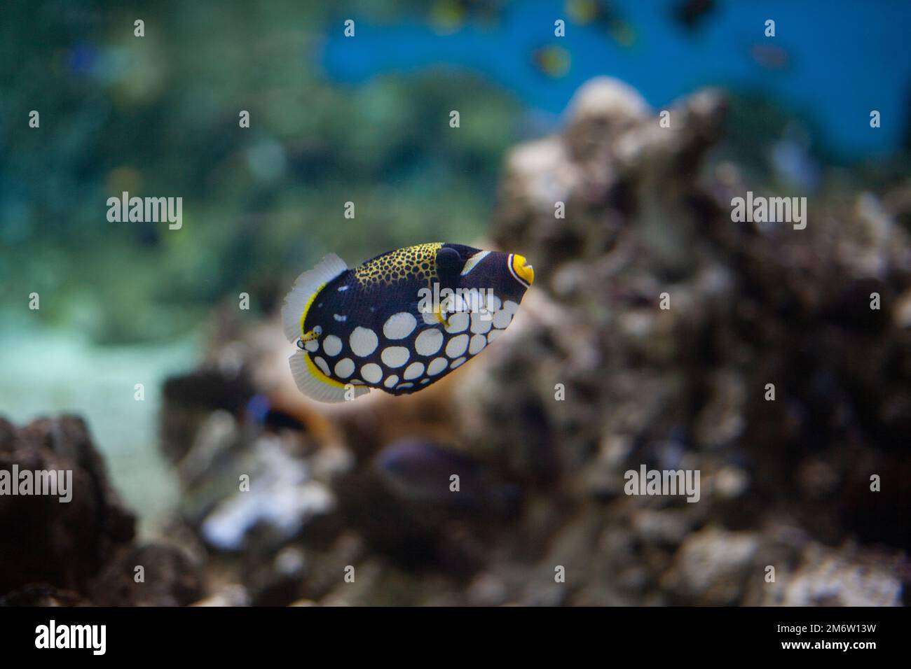 Bright beautiful ocean fish in blue sea water Stock Photo - Alamy