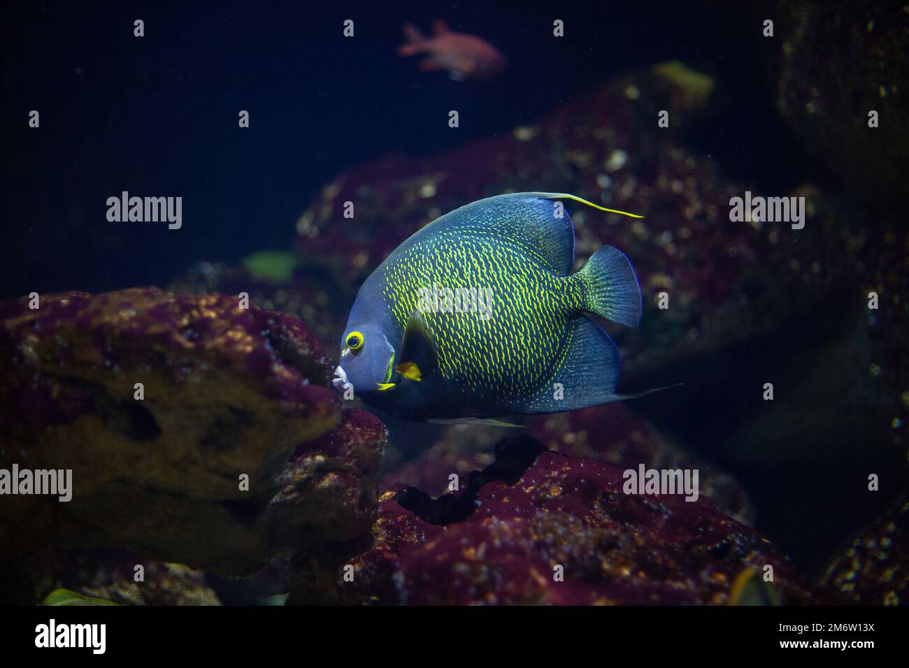 Bright beautiful ocean fish in blue sea water Stock Photo - Alamy