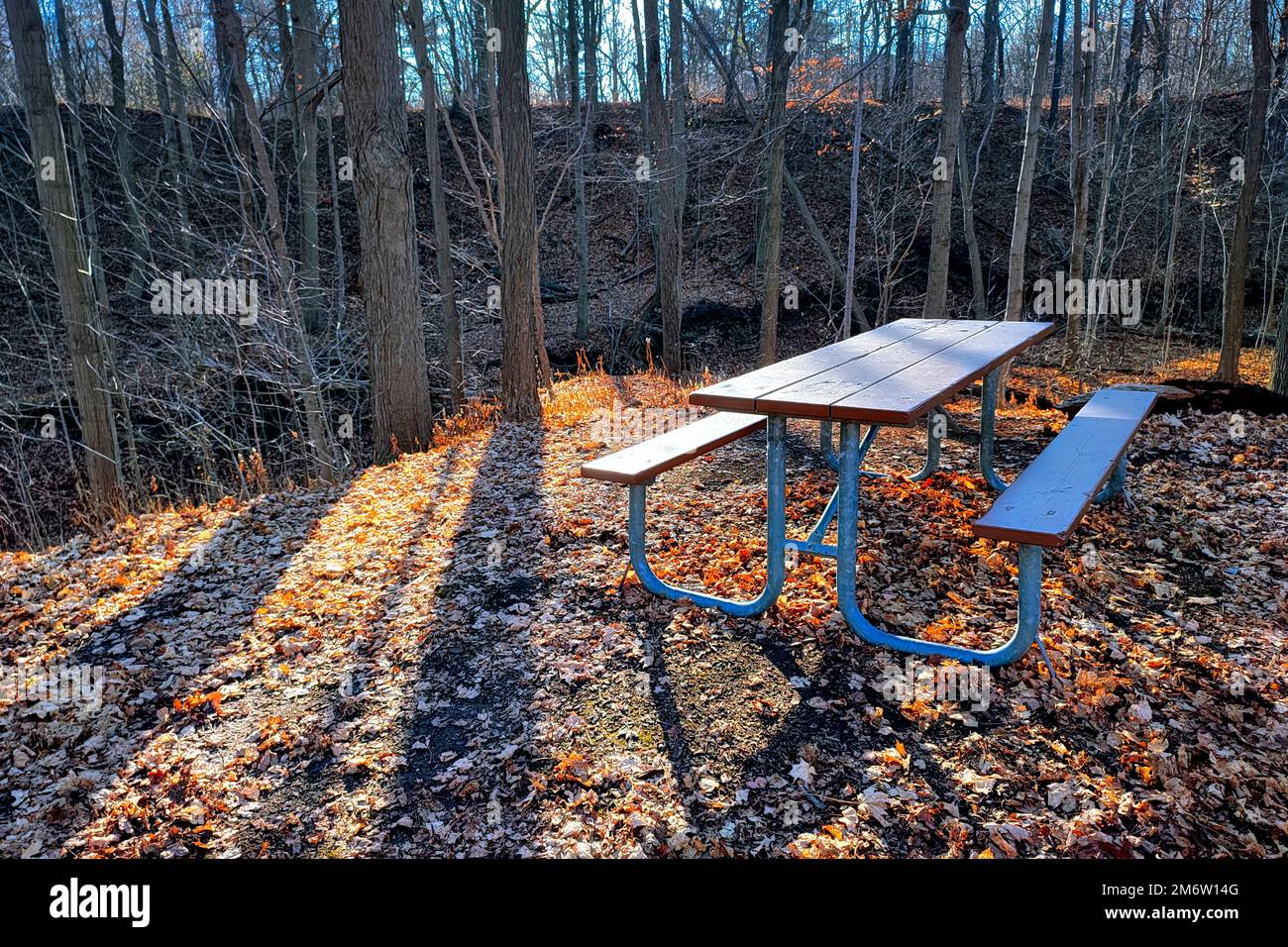 Afternoon sunlight shines through the maple tree in the park with the ...