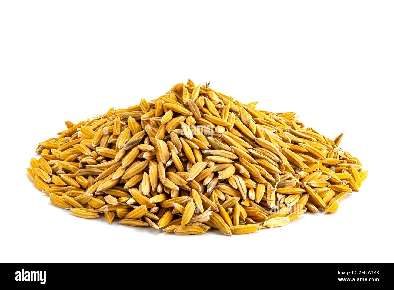 Side view closeup pile of dry freshly harvested paddy Stock Photo - Alamy