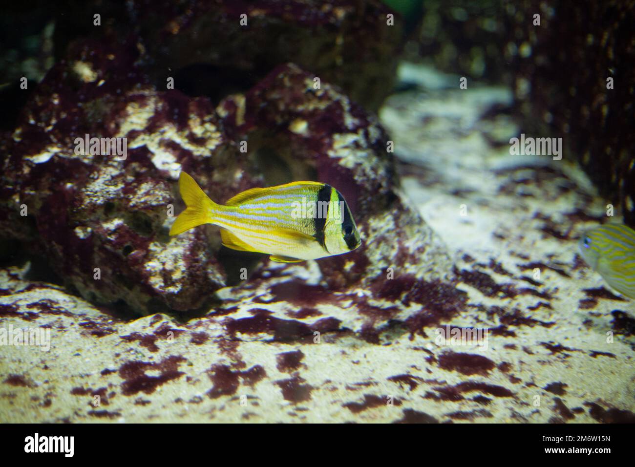 Bright beautiful ocean fish in blue sea water Stock Photo - Alamy