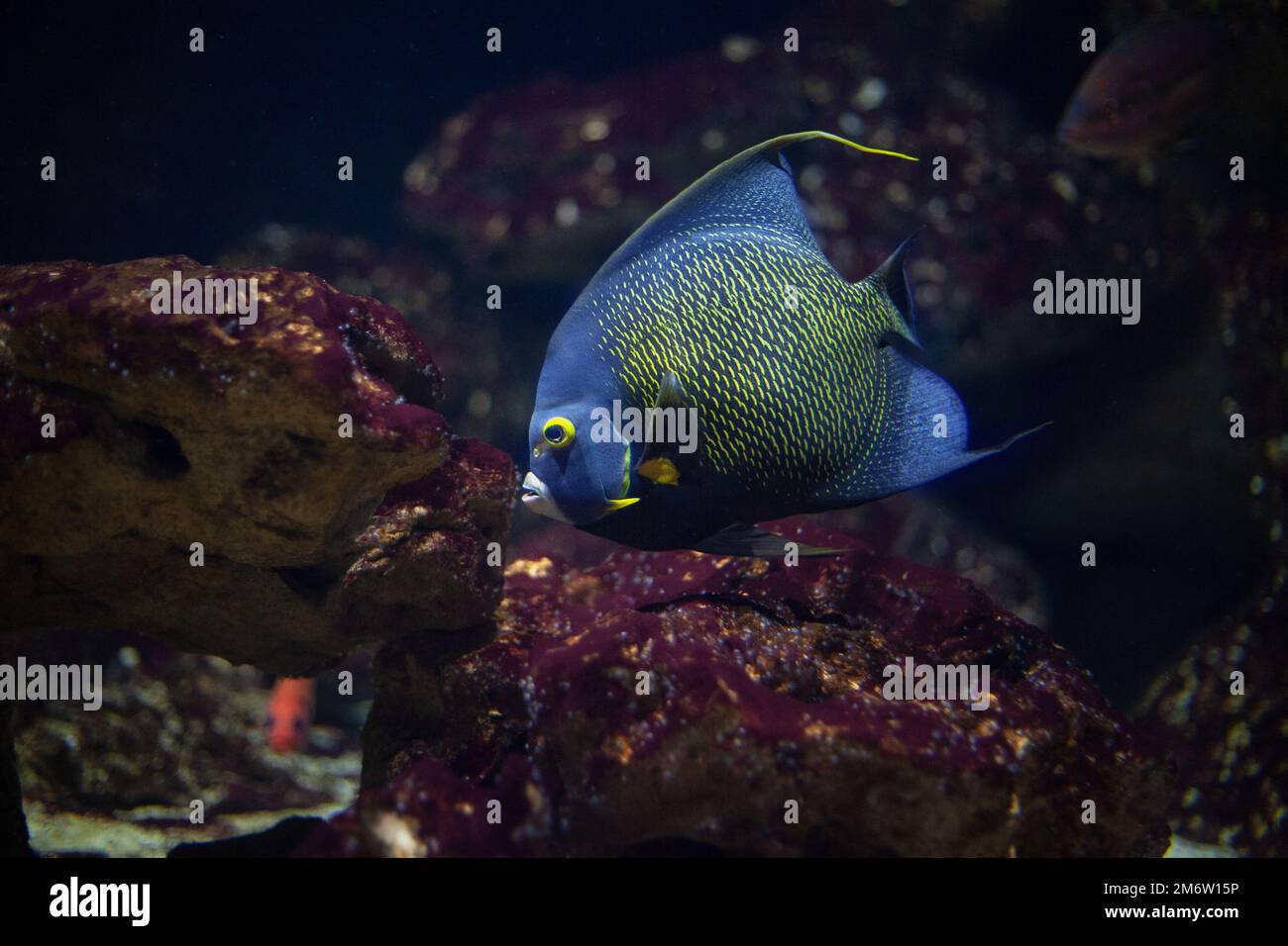 Bright beautiful ocean fish in blue sea water Stock Photo - Alamy