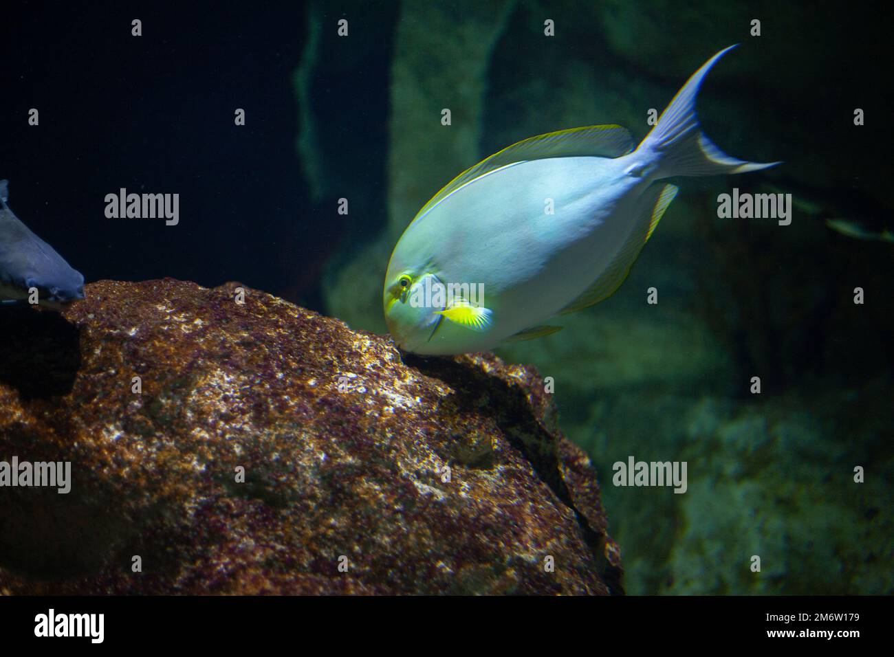 Bright beautiful ocean fish in blue sea water Stock Photo - Alamy
