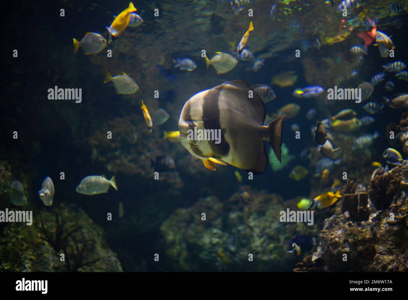Bright beautiful ocean fish in blue sea water Stock Photo - Alamy