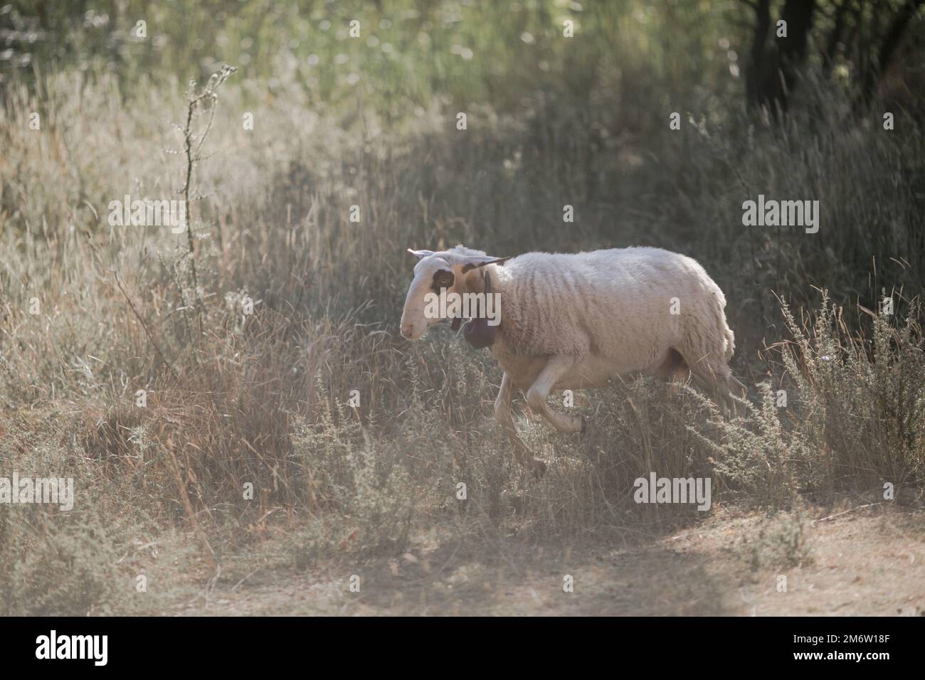 Sheeps in paddock on wheat field background.Farm animals. Animal ...