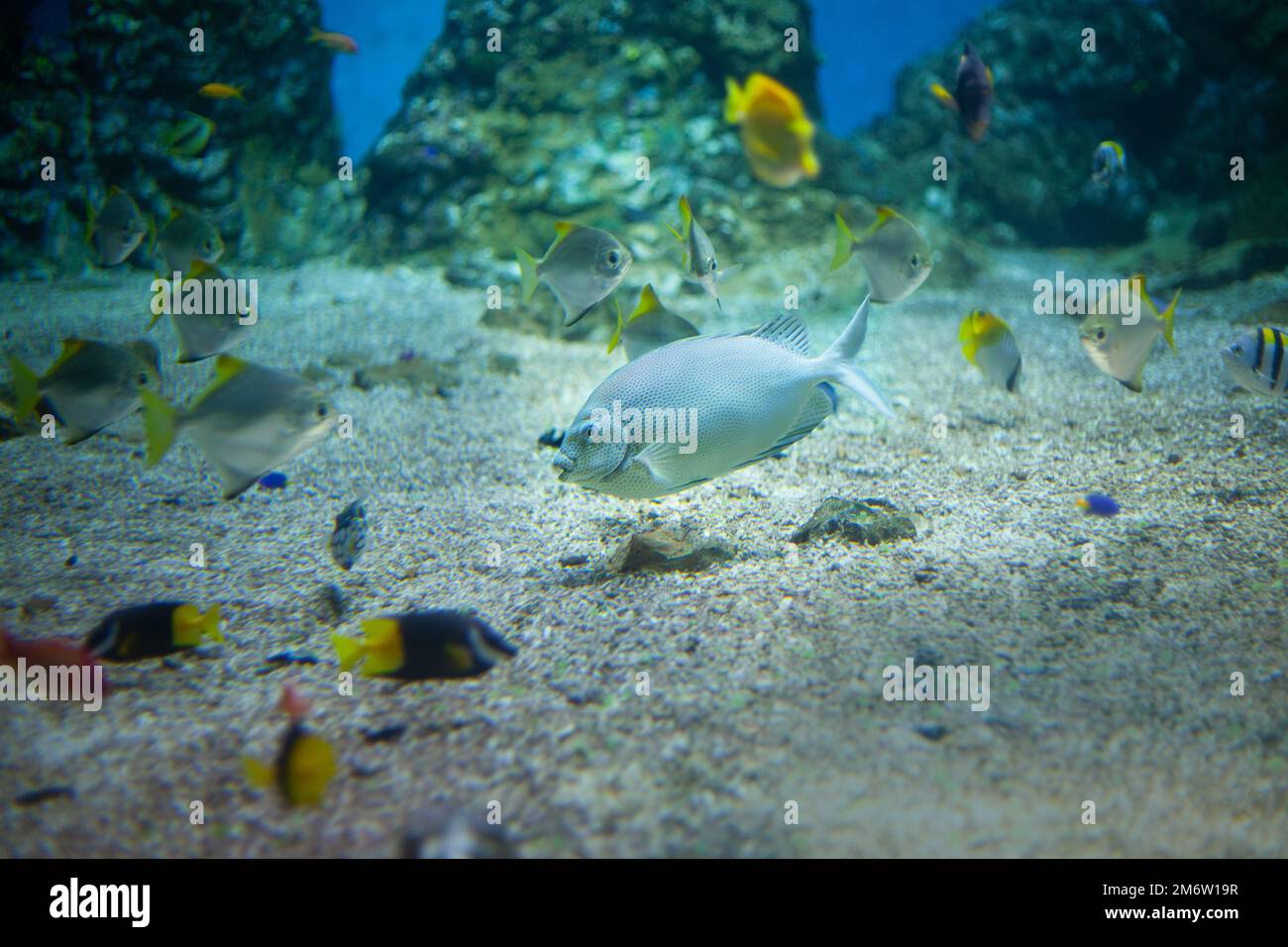 Bright beautiful ocean fish in blue sea water Stock Photo - Alamy