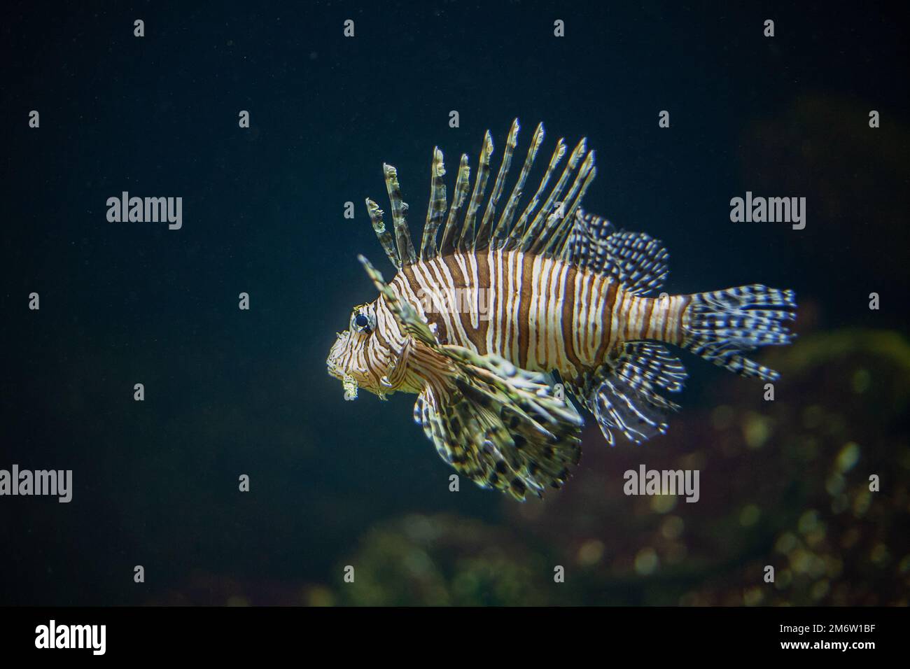 Bright beautiful ocean fish in blue sea water Stock Photo - Alamy
