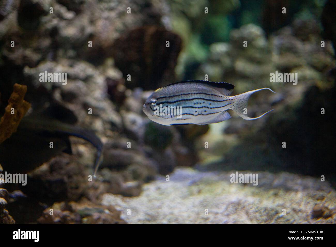 Bright beautiful ocean fish in blue sea water Stock Photo - Alamy
