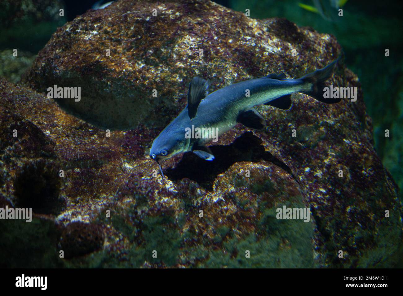 Bright beautiful ocean fish in blue sea water Stock Photo - Alamy