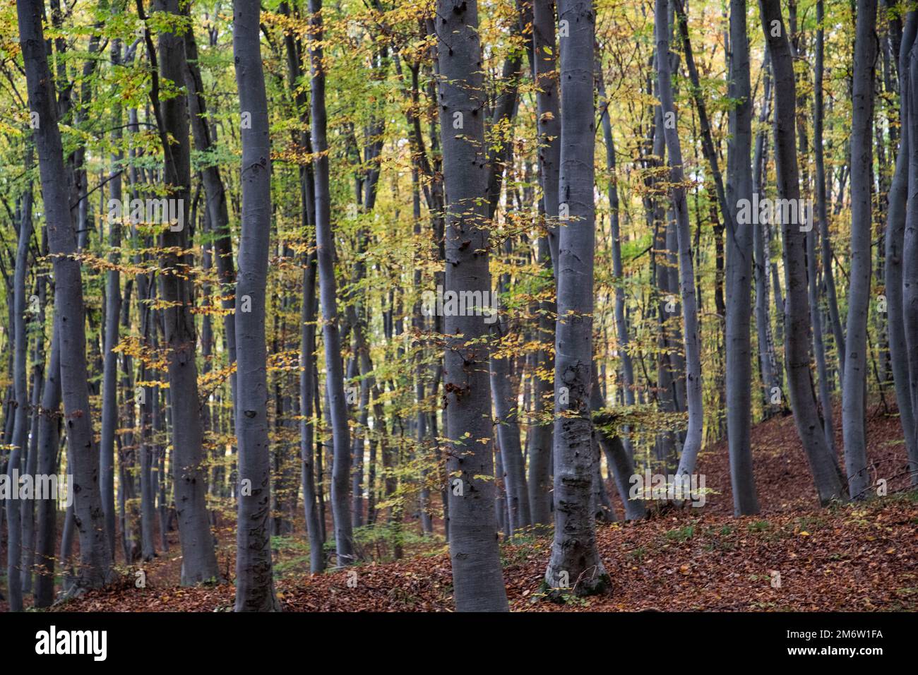 Beautiful forest foliage vibrant autumn hi-res stock photography and ...