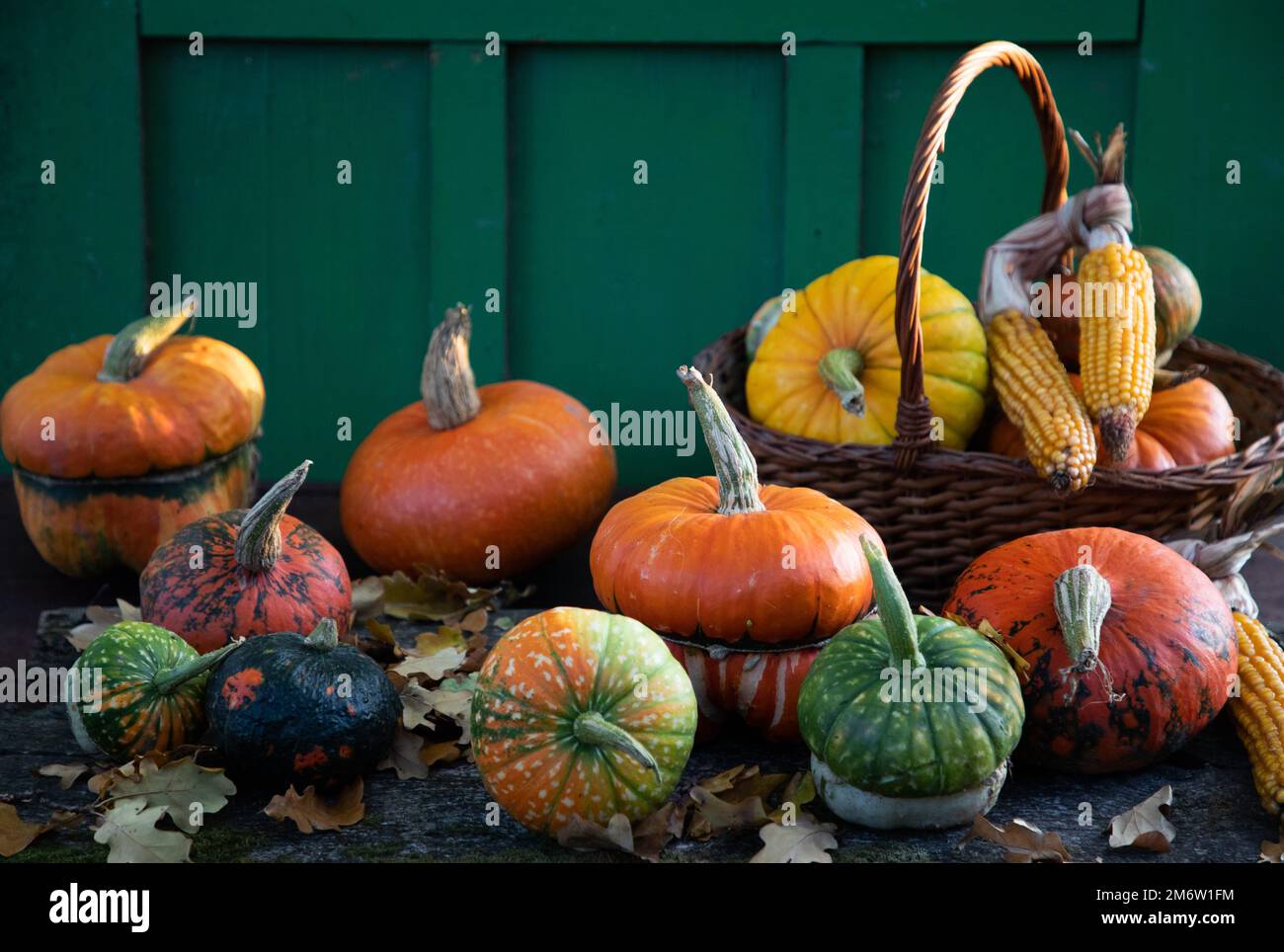 Happy thanksgiving card pumpkins hi-res stock photography and images ...