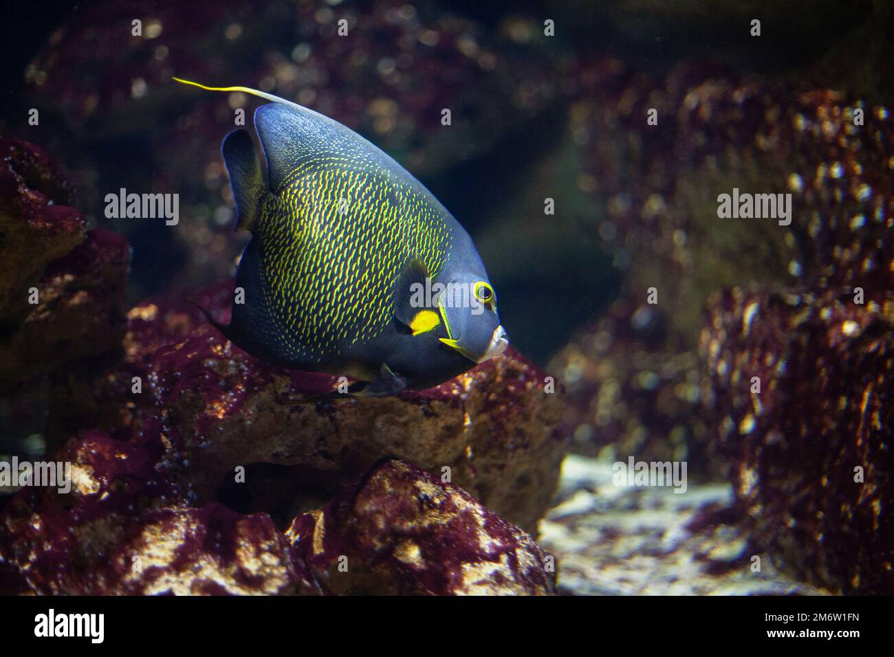 Bright beautiful ocean fish in blue sea water Stock Photo - Alamy