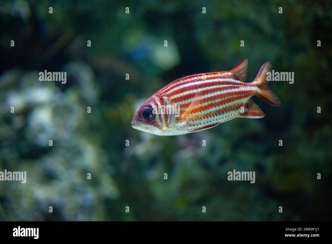 Bright beautiful ocean fish in blue sea water Stock Photo - Alamy