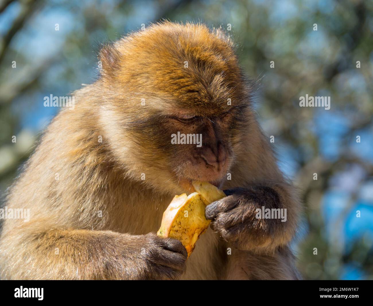 Macaque de barbarie hi-res stock photography and images - Alamy