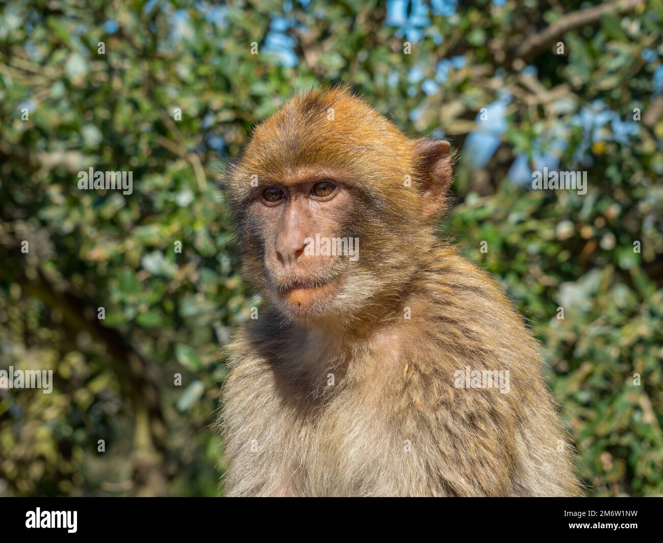 Macaque de barbarie hi-res stock photography and images - Alamy