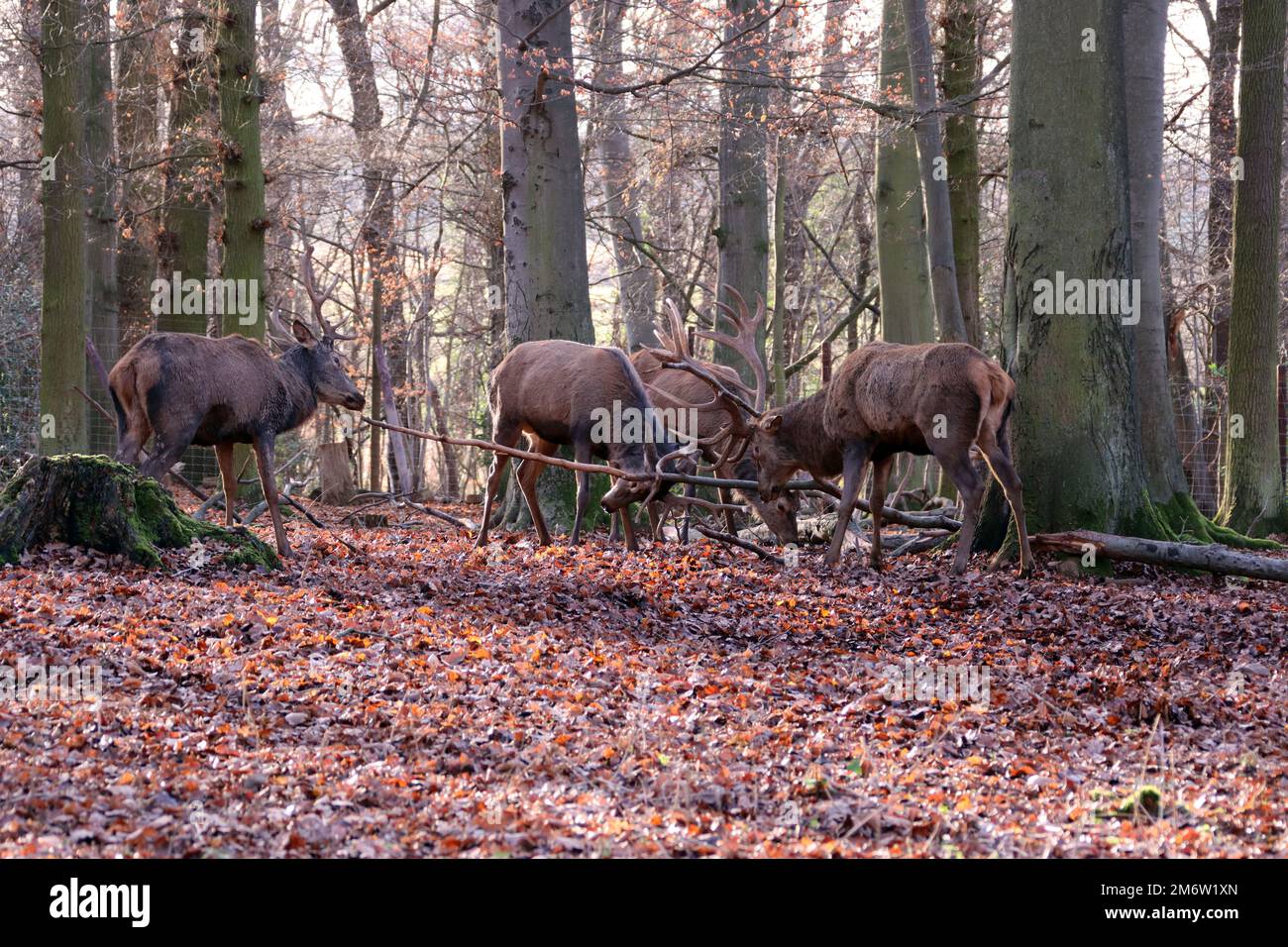 Damhirsch (Dama dama) oder Damwild im Tierpark, Nordrhein-Westfalen ...