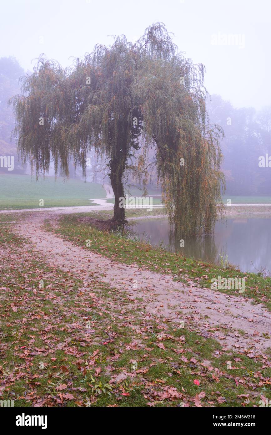 Willow tree over lake in fog. Mysterious fog over the lake Stock Photo ...