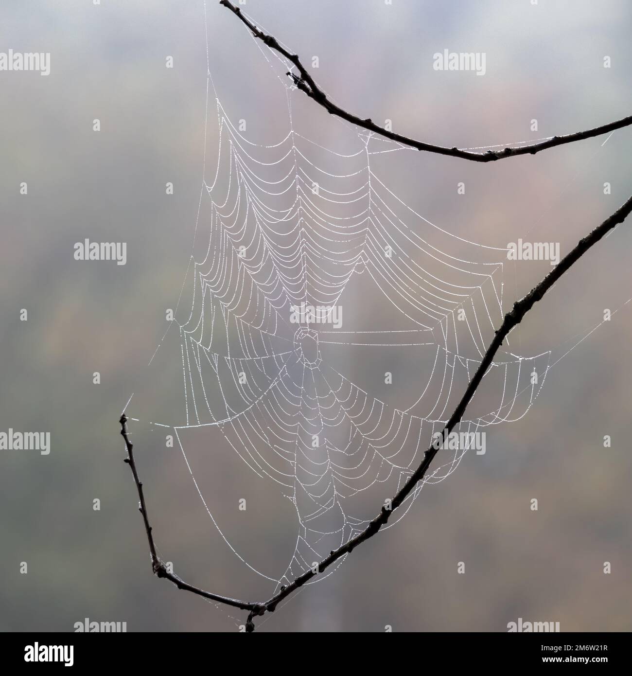 A view of a delicate cobweb between branches Stock Photo - Alamy