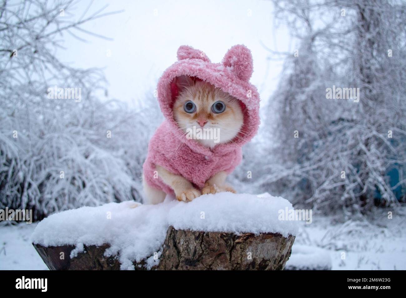 Pink Kitten Clothes Wholesale Pink Pet Clothes Cat Autumn Winter Funny