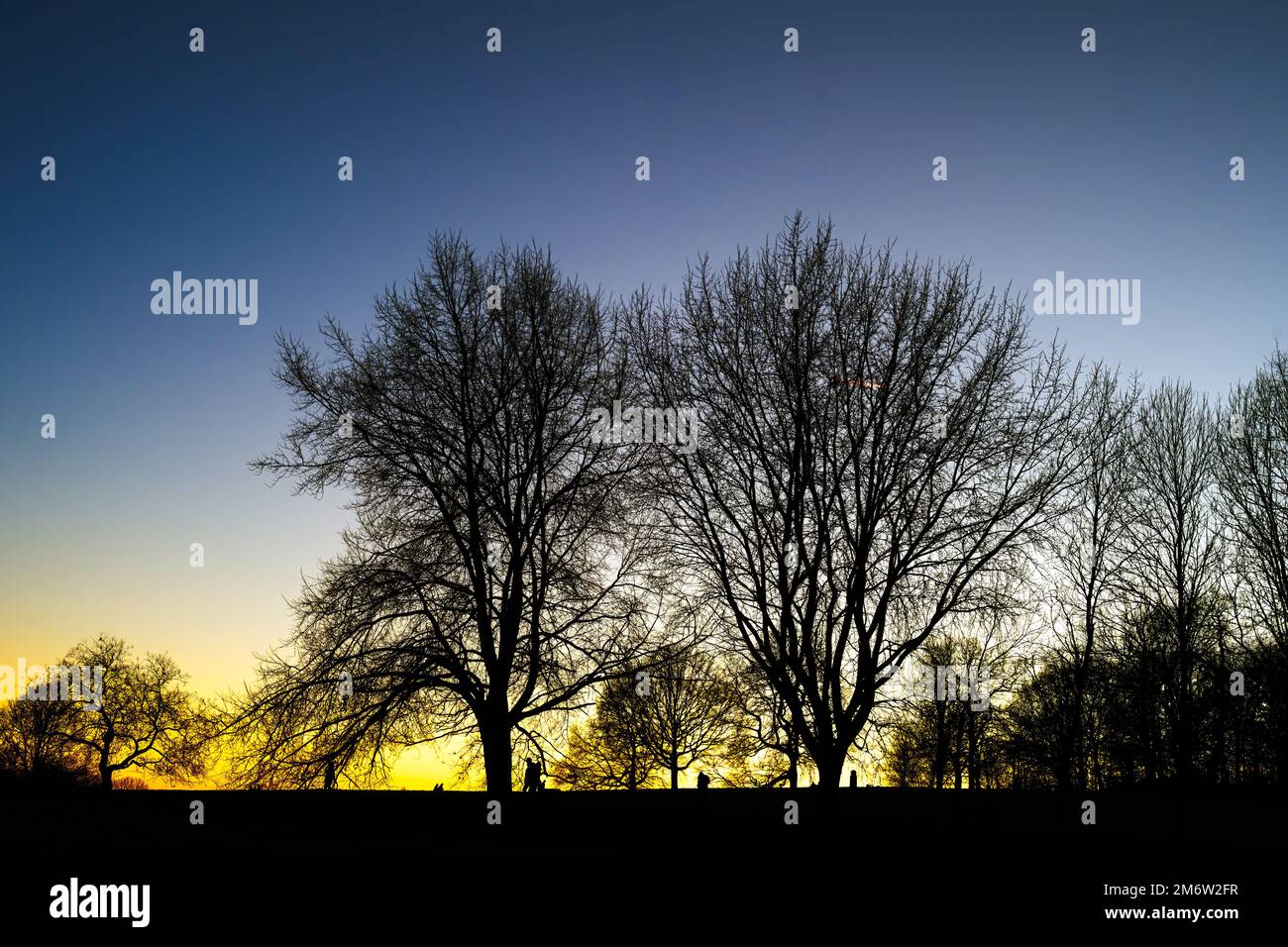 Silhouette of leafless trees against sunset on a winter evening Stock ...