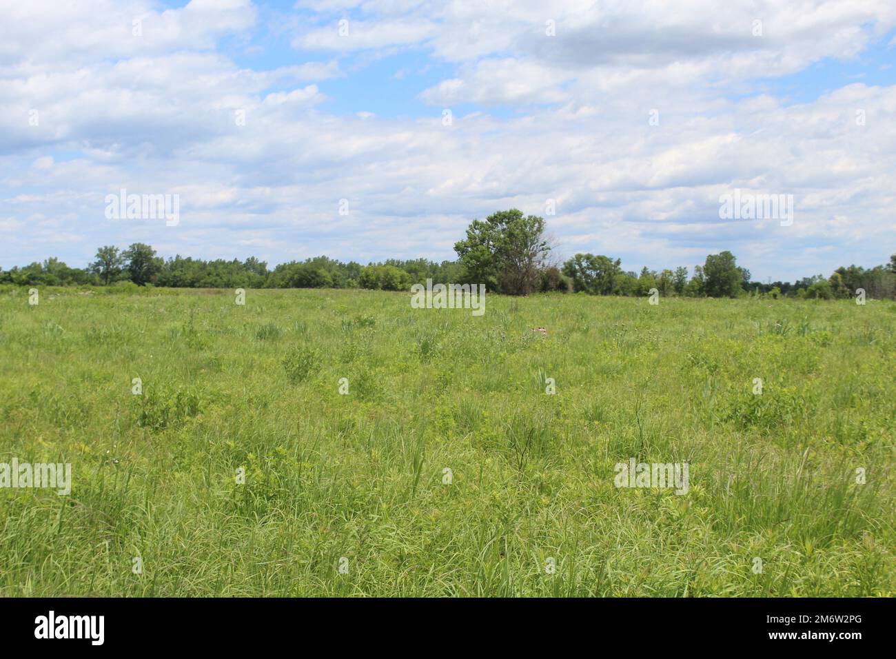 Tallgrass prairie at James Pate Philip State Park in Bartlett, Illinois ...