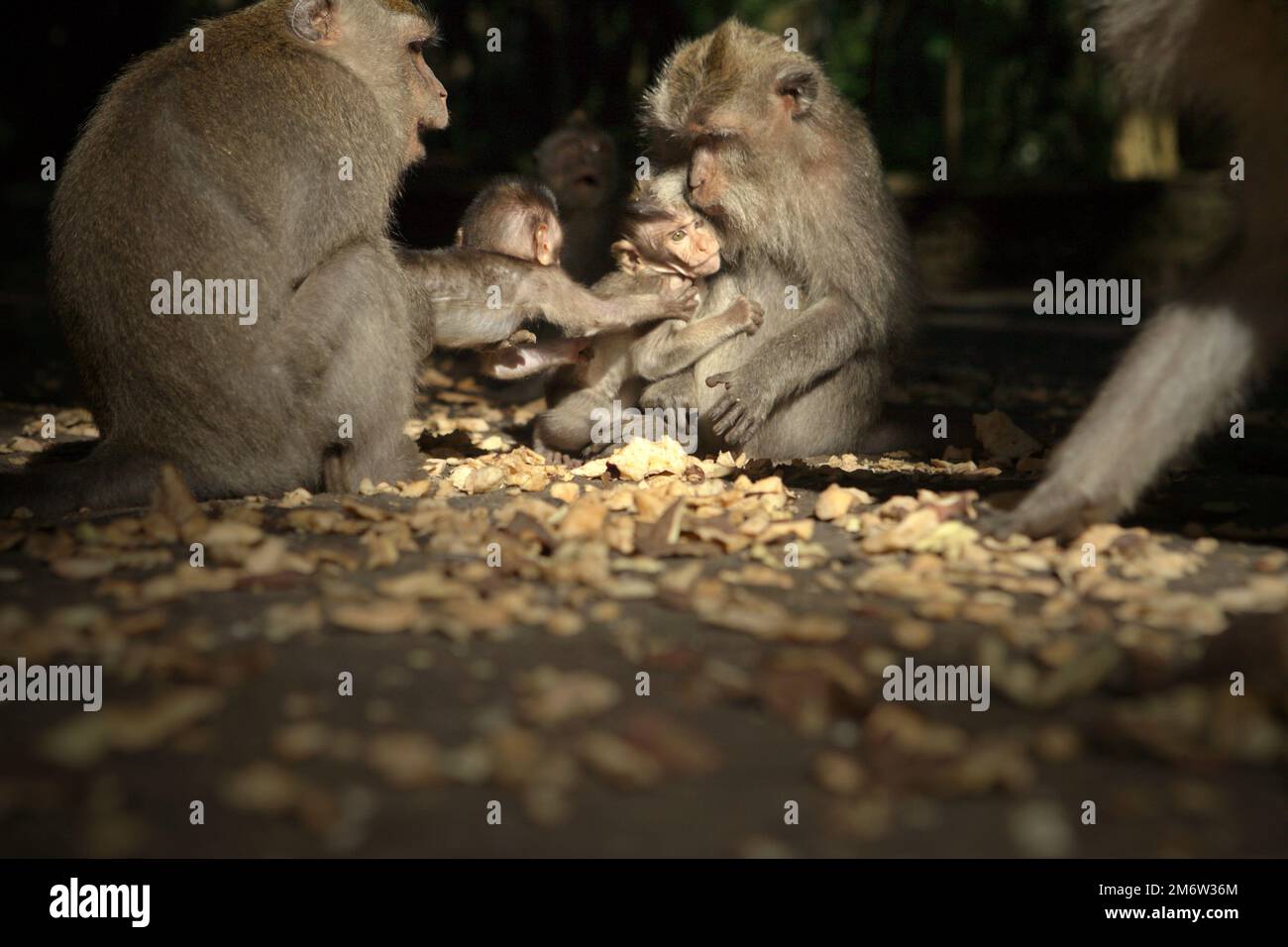 A group of long-tailed macaques (Macaca fascicularis) with infants at ...