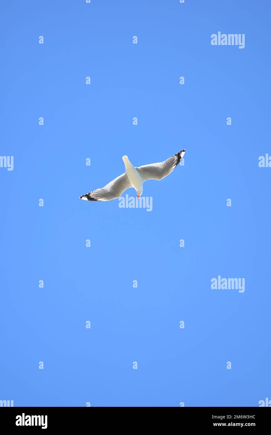 Red billed seagull with spread wings on blue sky background. Location ...