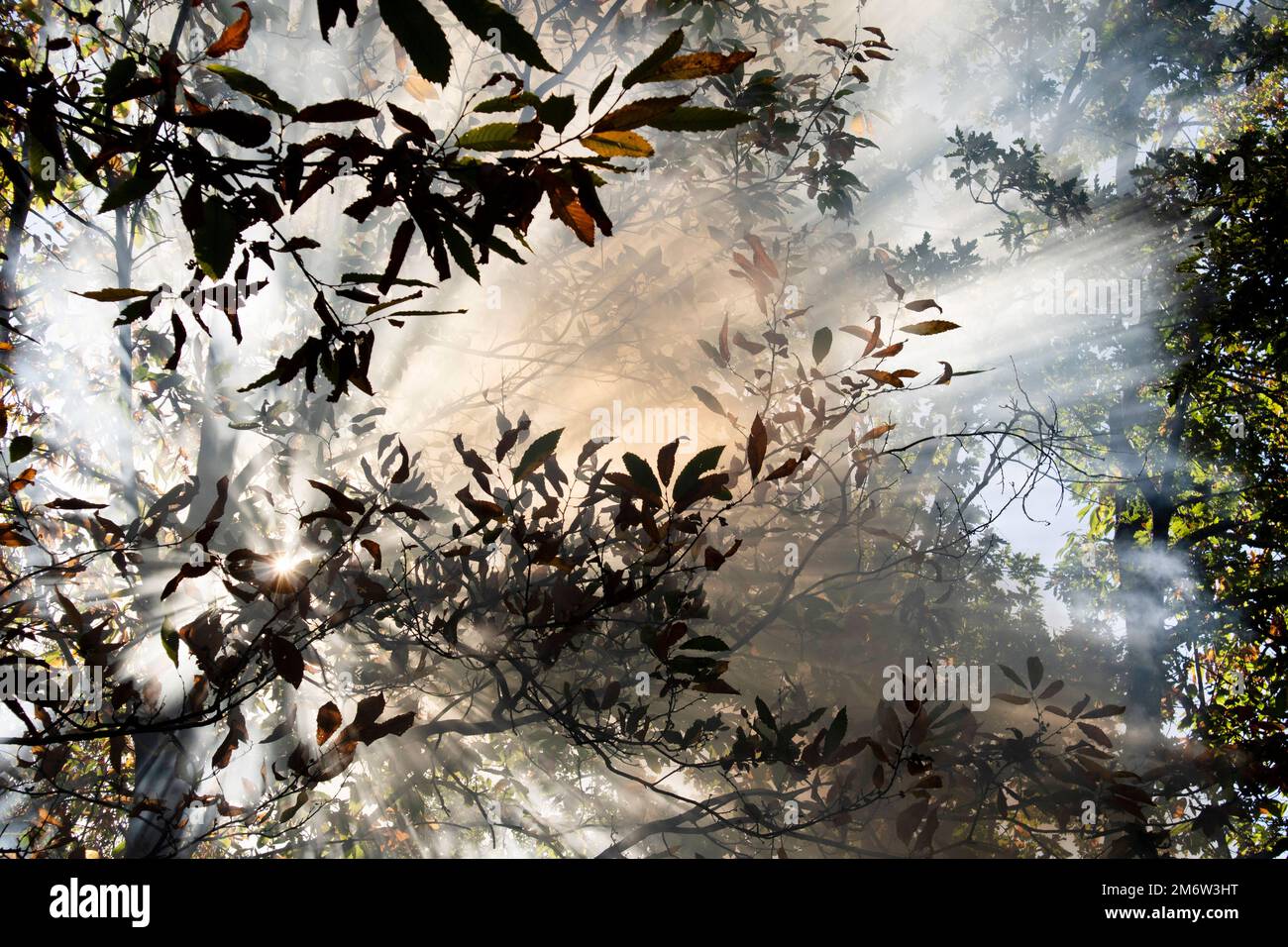Sun rays breaking through the smoke of a forest fire Stock Photo - Alamy