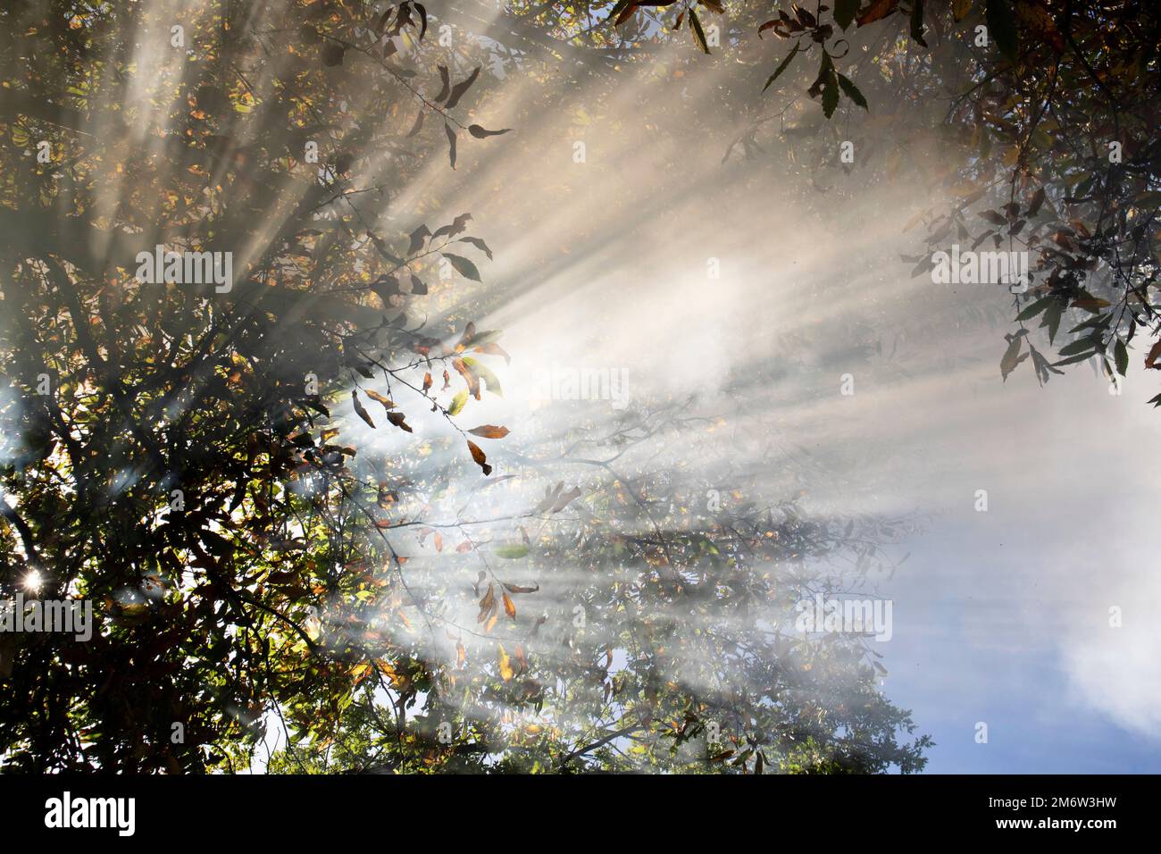 Sun rays breaking through the smoke of a forest fire Stock Photo - Alamy
