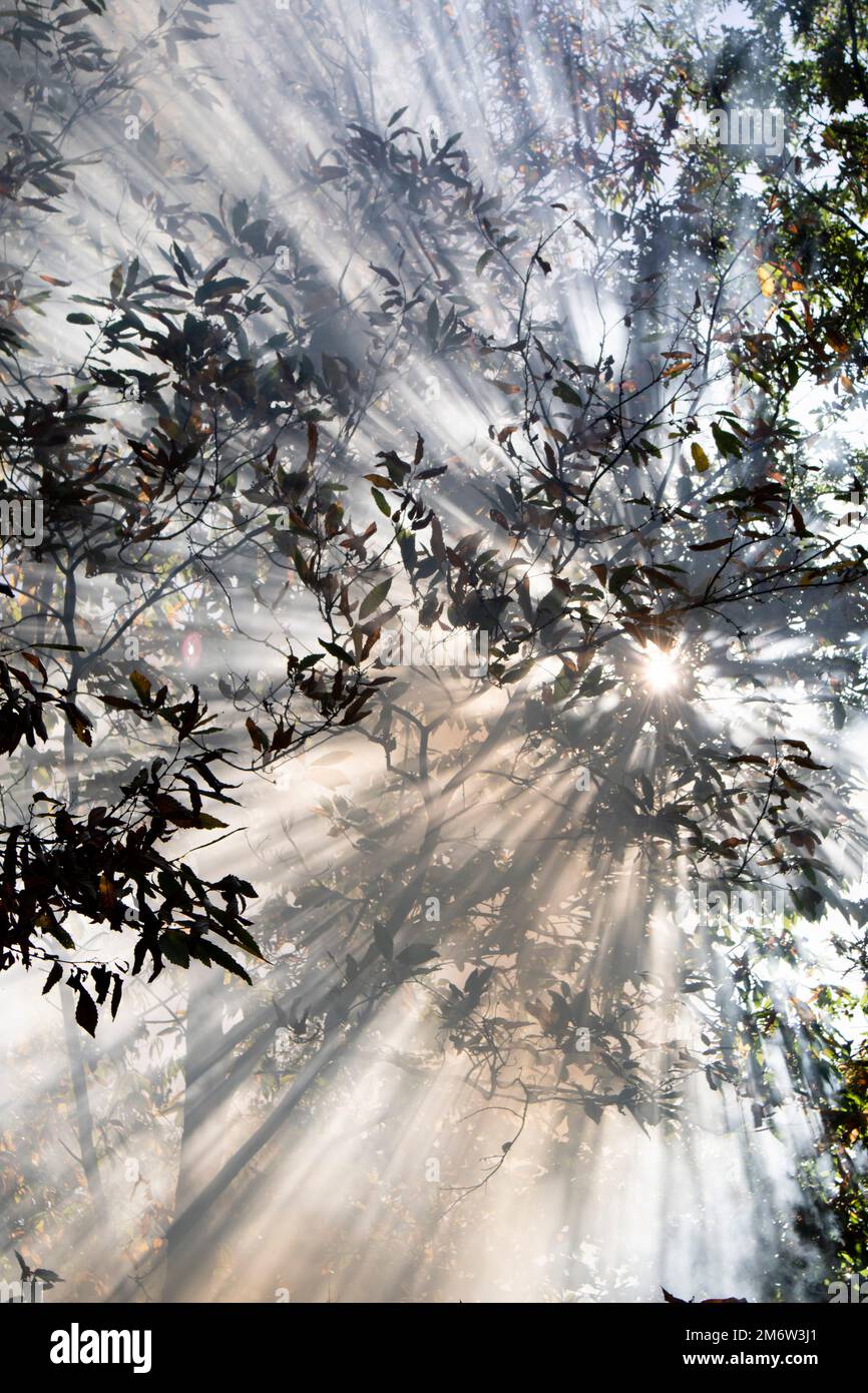 Sun rays breaking through the smoke of a forest fire Stock Photo - Alamy