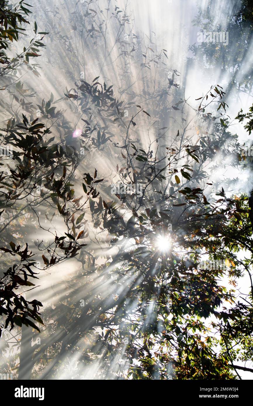 Sun rays breaking through the smoke of a forest fire Stock Photo - Alamy