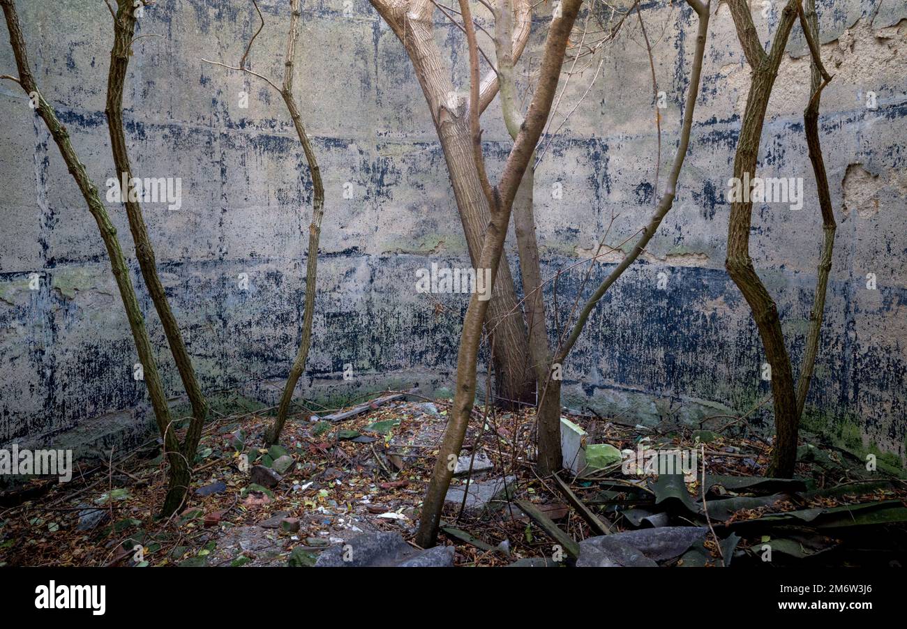 Old building ruins with vegetation growing Stock Photo - Alamy