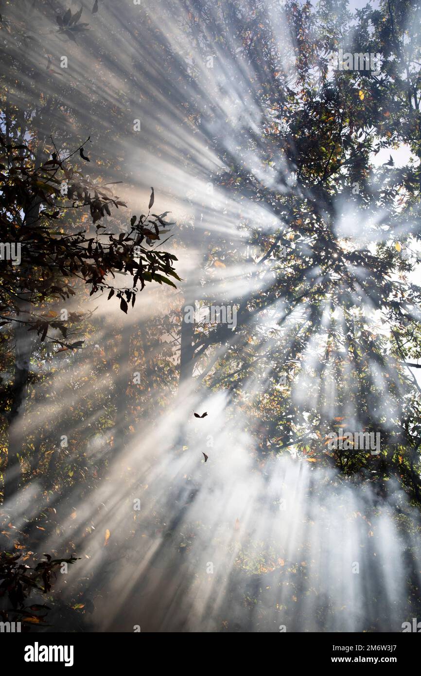 Shaft of sunlights hi-res stock photography and images - Alamy