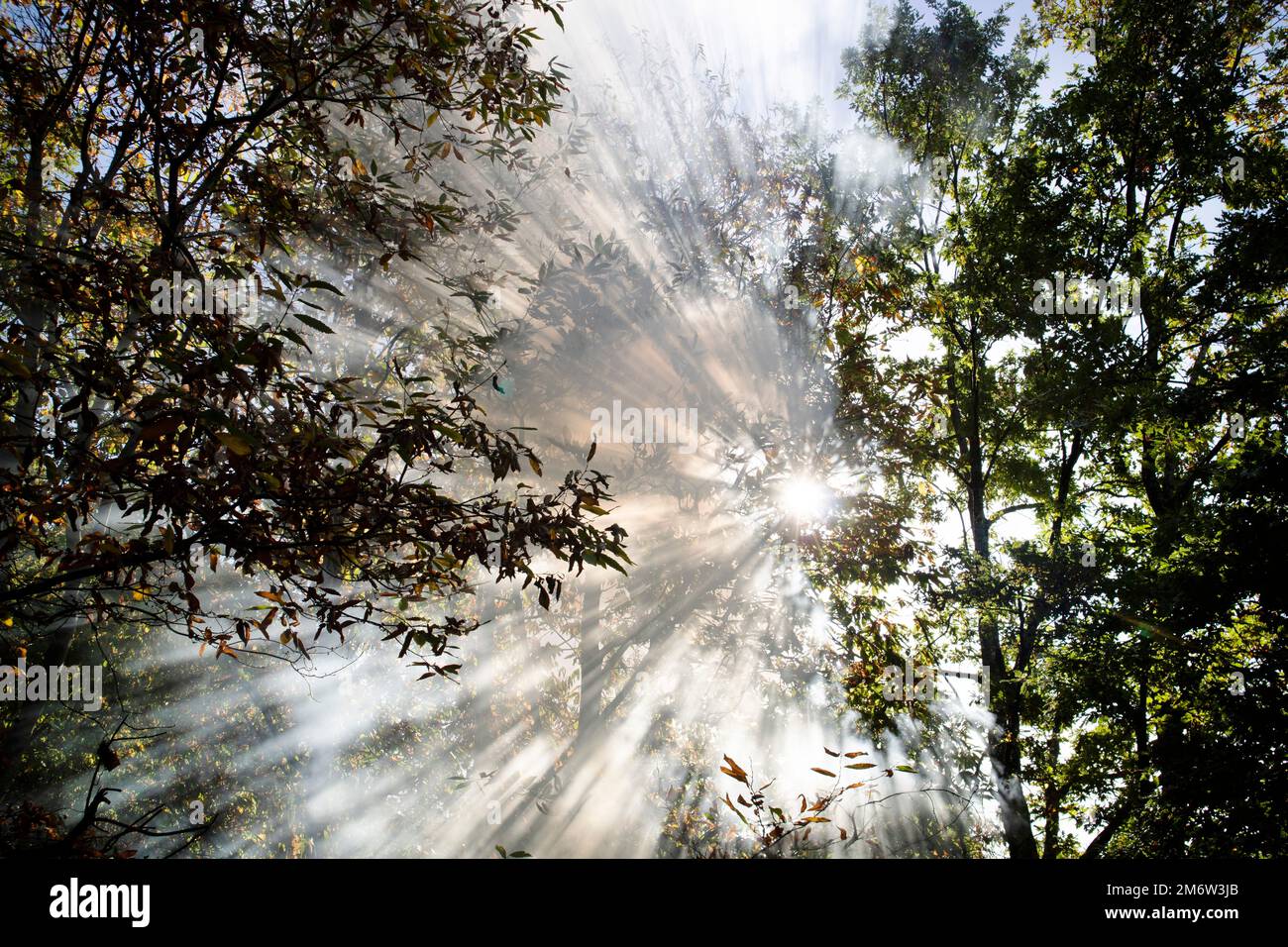 Sun rays breaking through the smoke of a forest fire Stock Photo - Alamy
