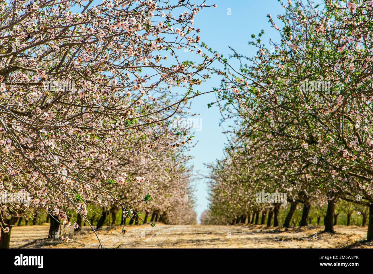 Smooth rows of trees Stock Photo - Alamy