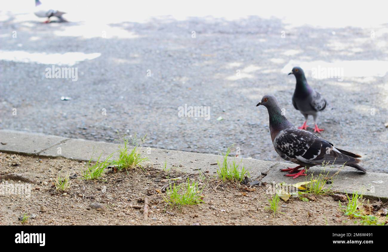 street photography graffiti lamps park signs stop no parking signs ...