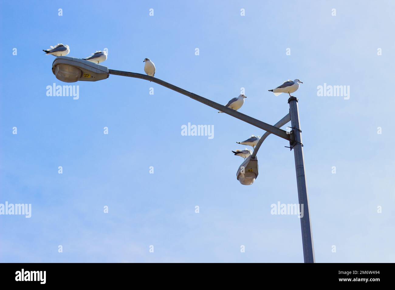 street photography graffiti lamps park signs stop no parking signs ...